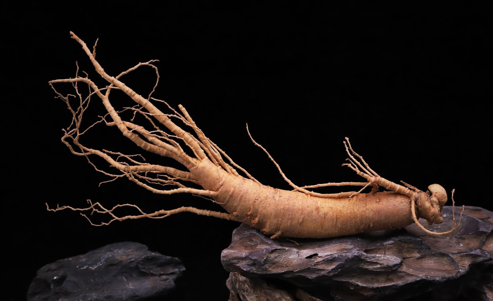 Red Ginseng Benefits: A Guide to Its Health Power – RootTerra.com